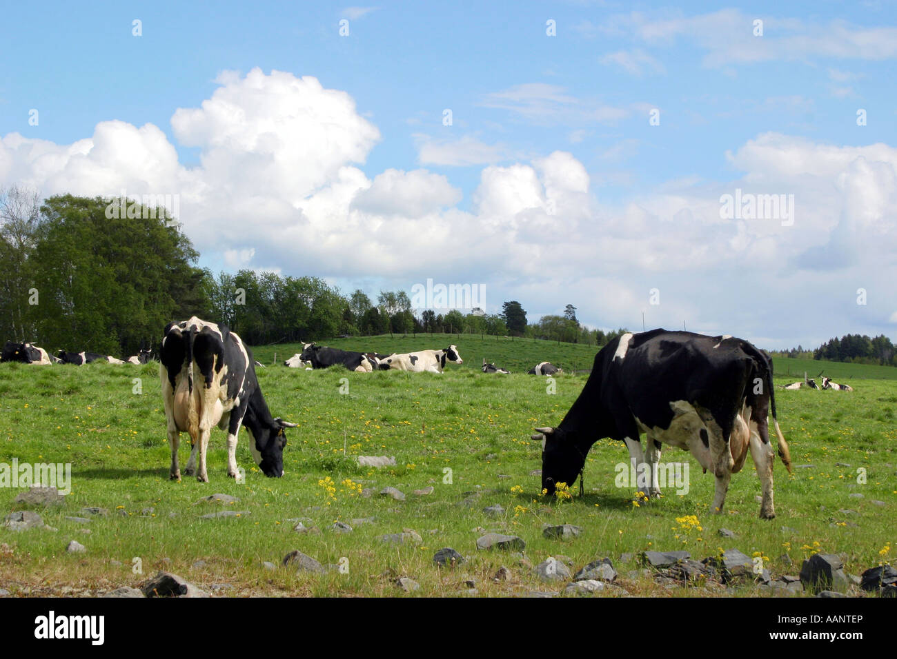 domestic cattle (Bos primigenius f. taurus), Cows in Aitolahti, Finland ...