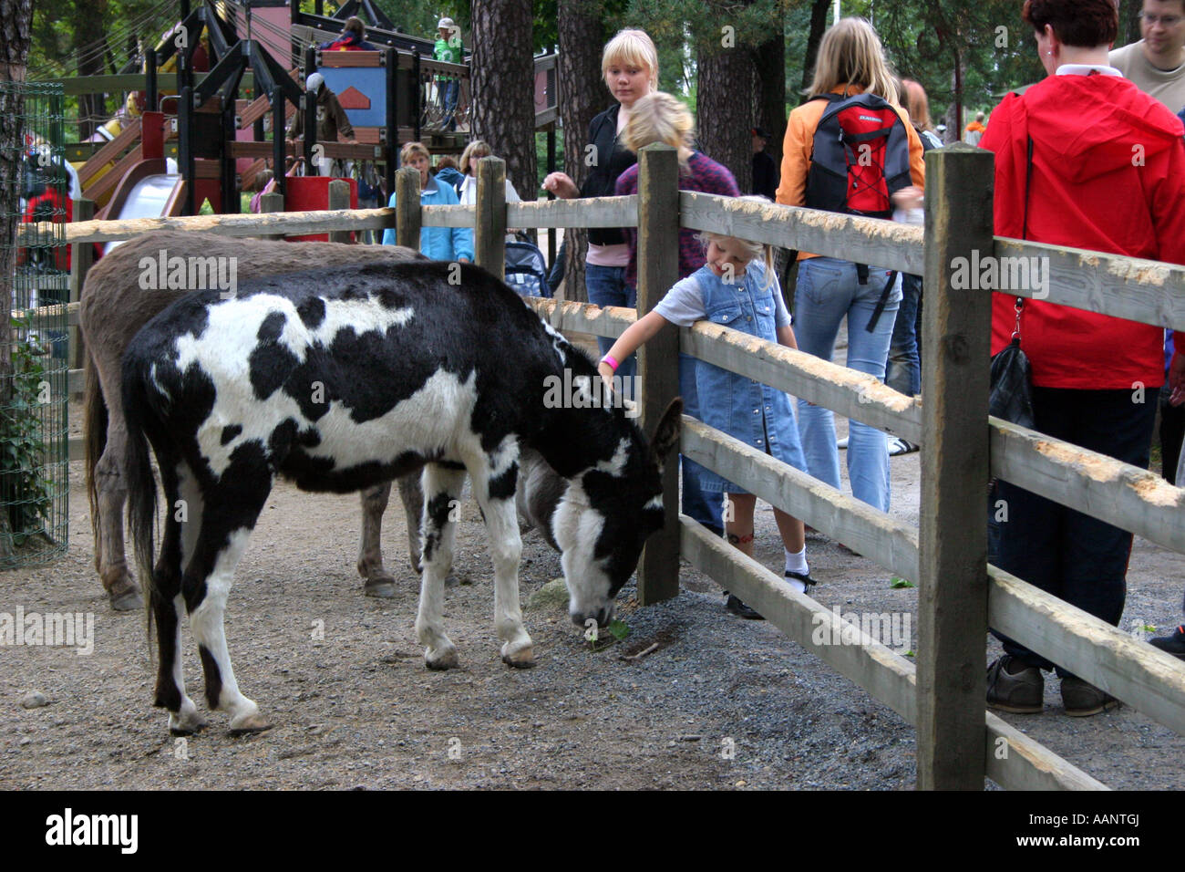 Finnish horse hi-res stock photography and images - Alamy