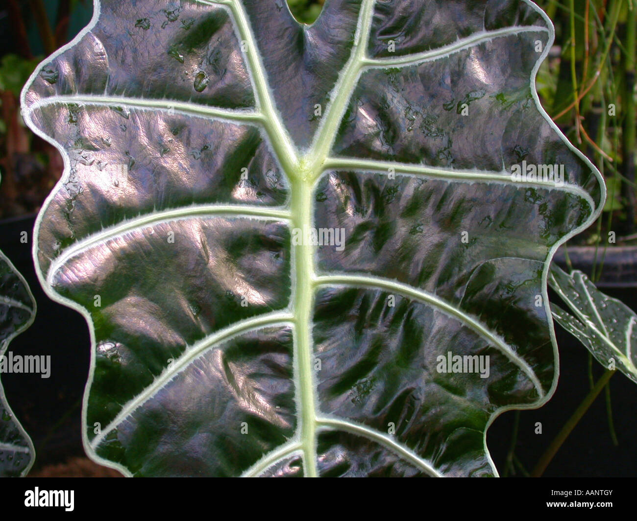 Kris plant alocasia sanderiana hi-res stock photography and images - Alamy