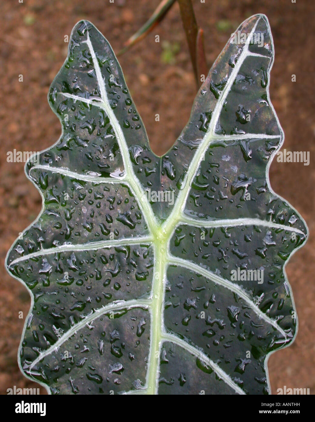 Alocasia sanderiana hi-res stock photography and images - Alamy