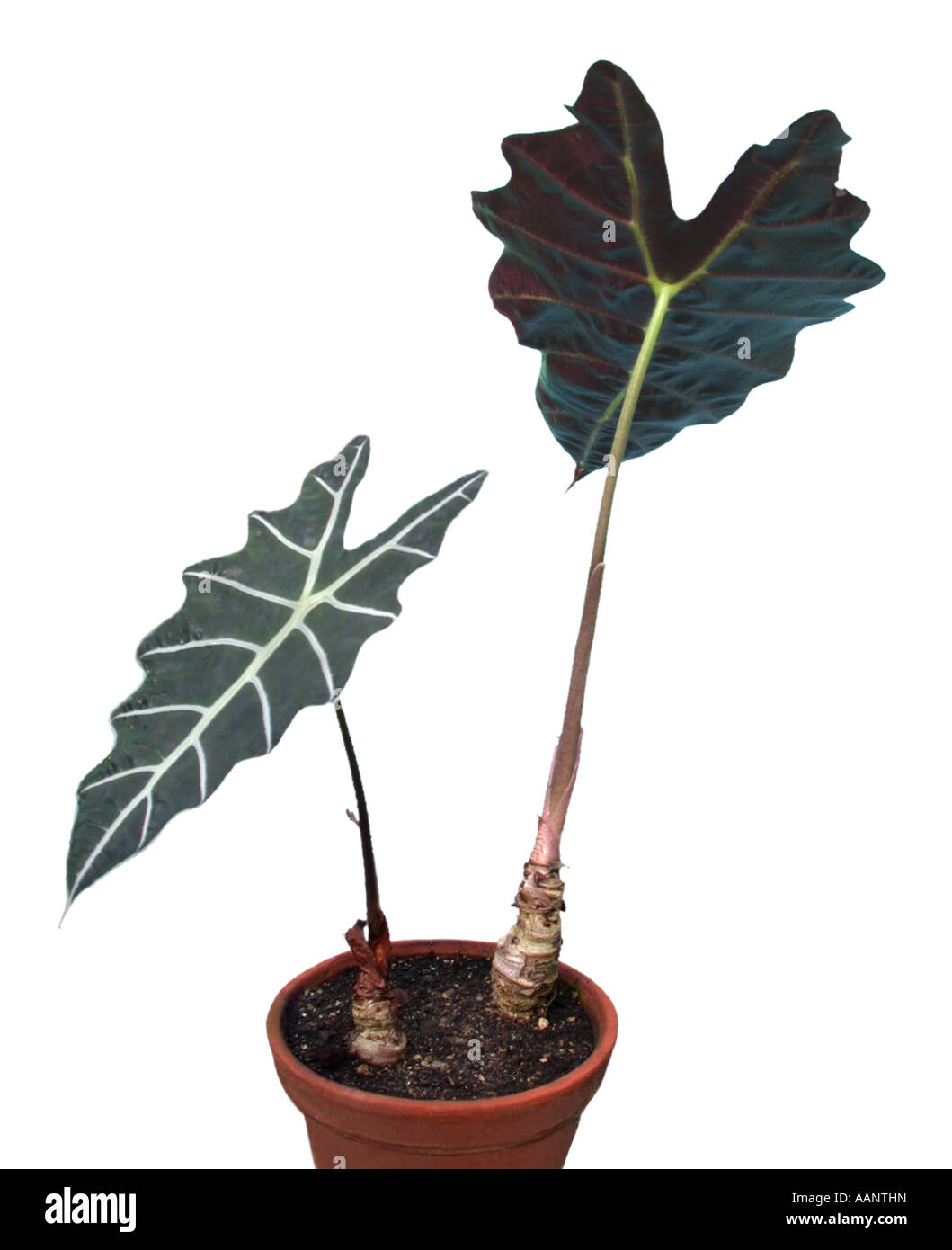 Kris Plant (Alocasia sanderiana), potted plant Stock Photo - Alamy