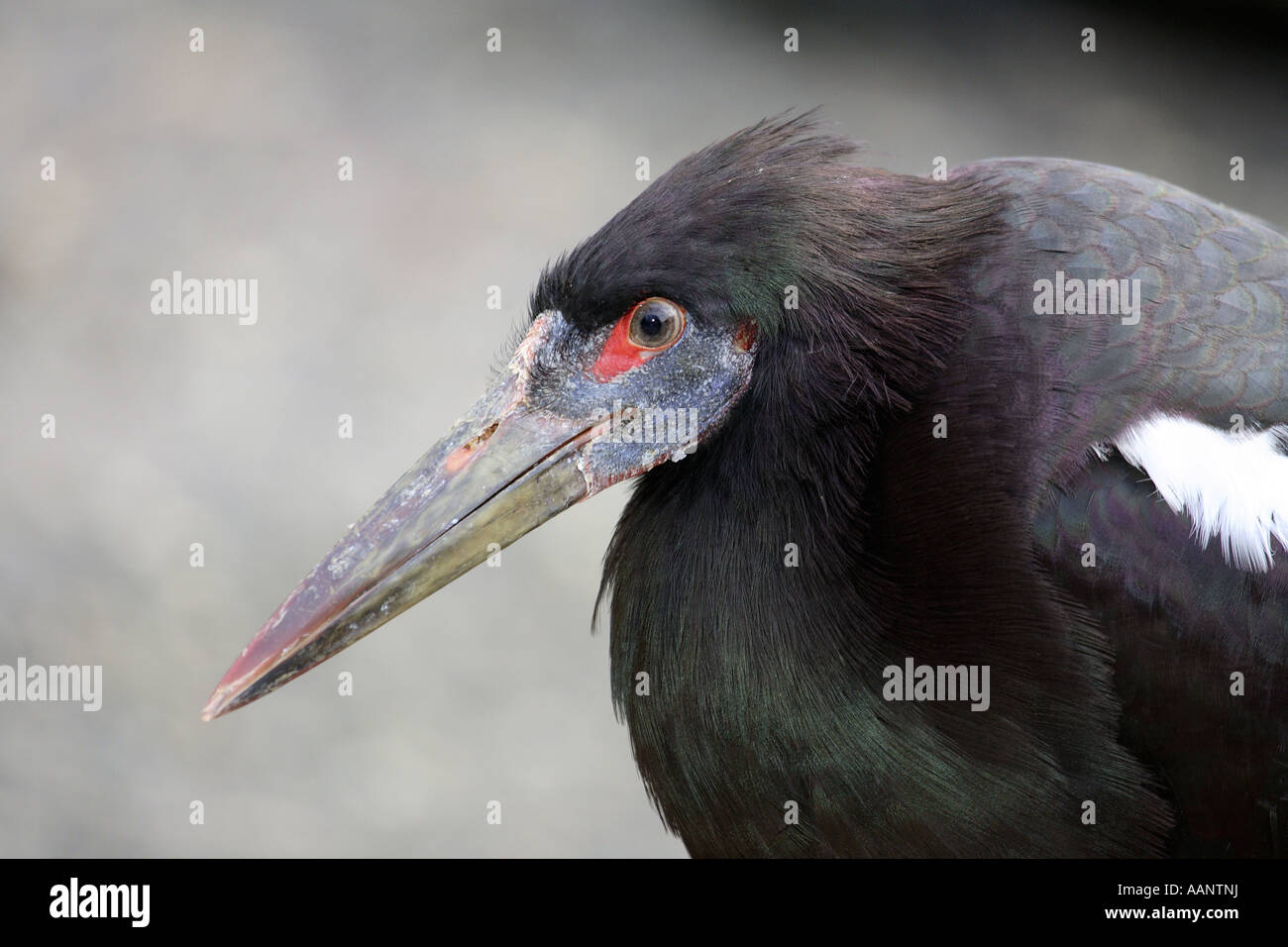 Abdim's stork (Ciconia abdimii), portrait Stock Photo - Alamy