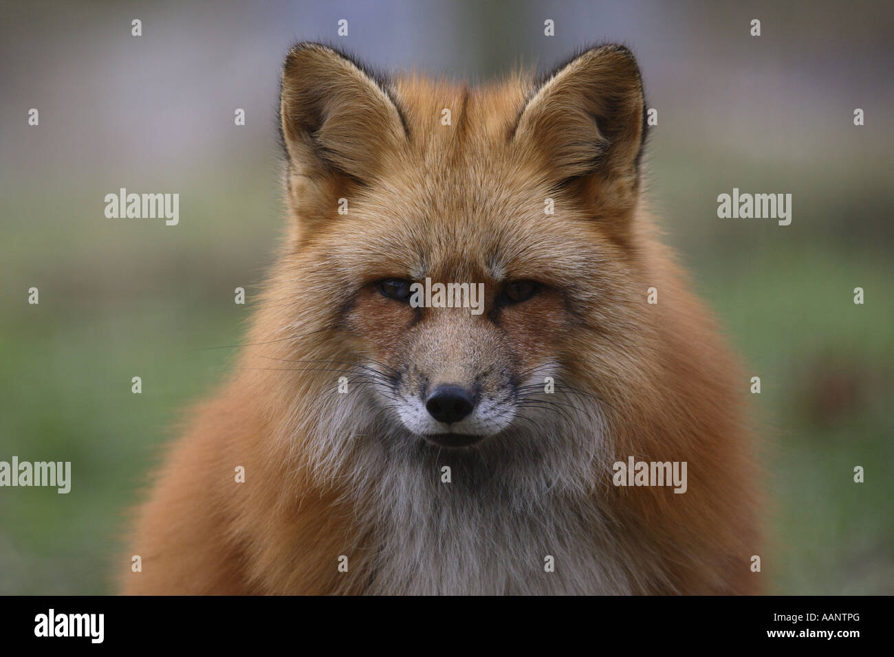 W fox hi-res stock photography and images - Alamy