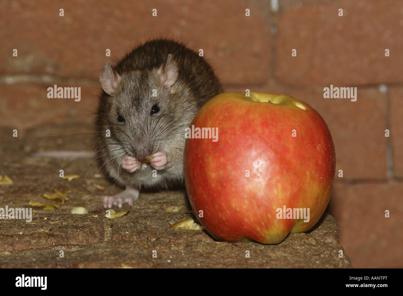 brown rat, commo brown rat, Norway rat, common rat (Rattus norvegicus ...