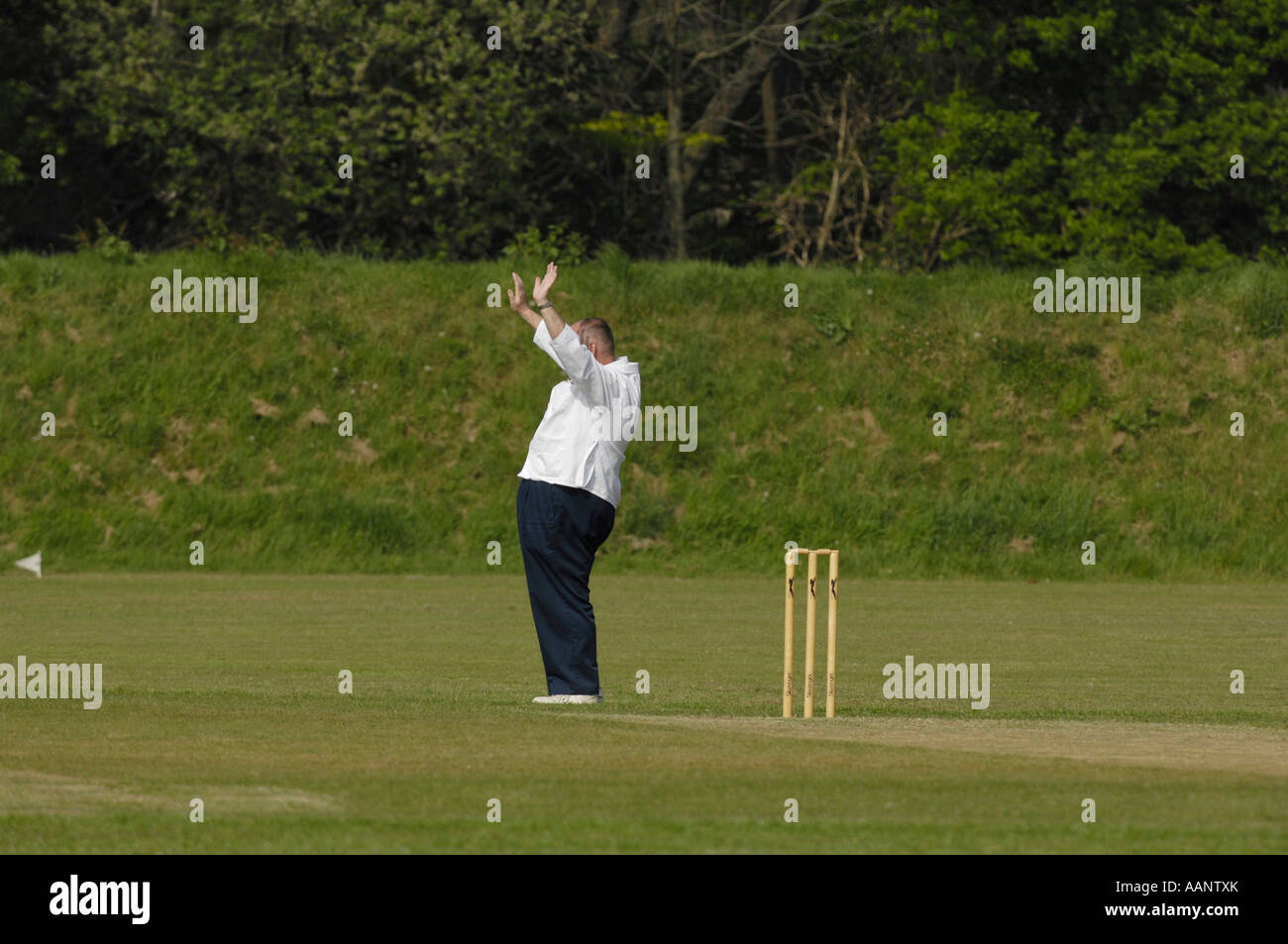 Umpire sinals a six Stock Photo - Alamy