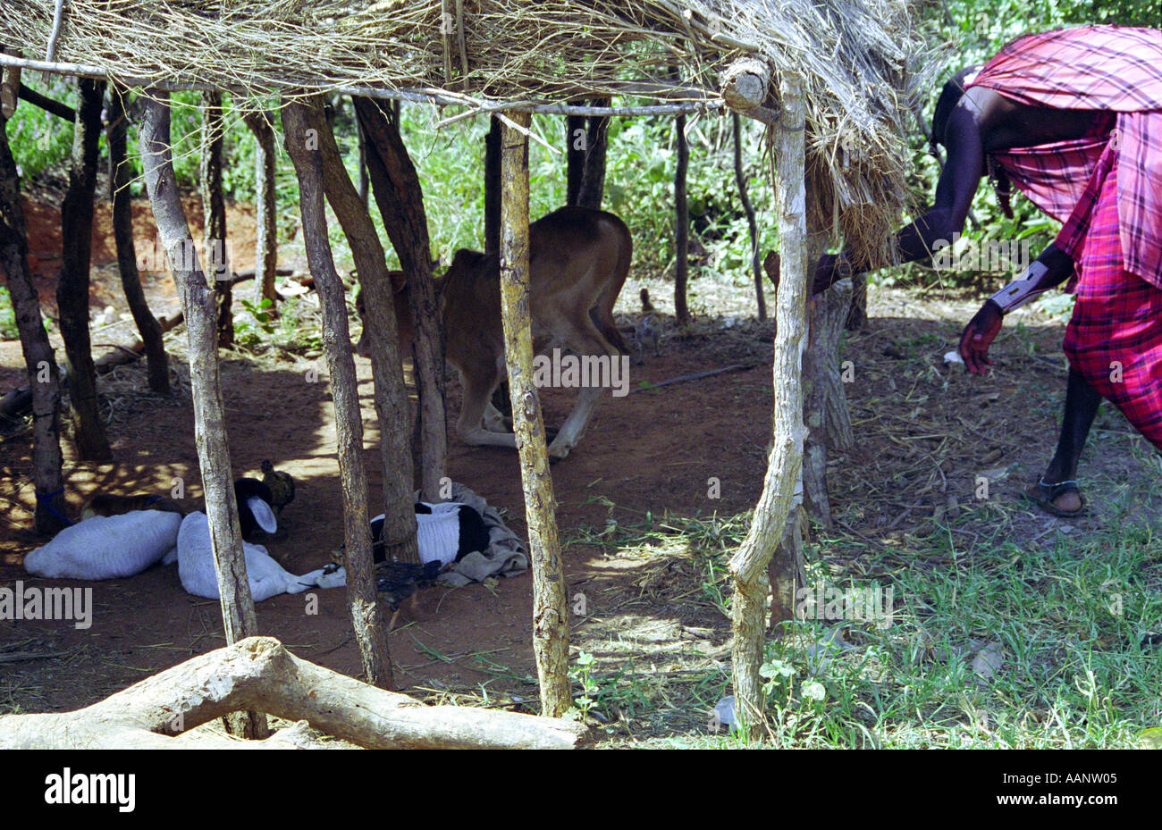 Masai animal Dwellings Kenya Africa shelter Stock Photo - Alamy