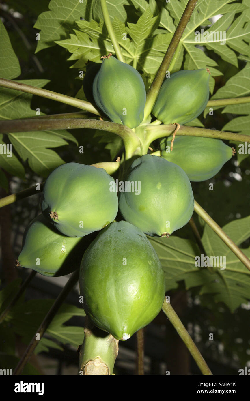 papaya, papaw, paw paw, mamao, tree melon (Carica papaya), unripe ...