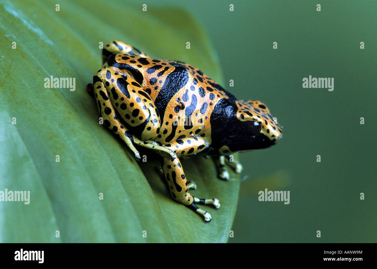 yellow-banded poison dart frog, yellow banded poison frog, bumble bee ...