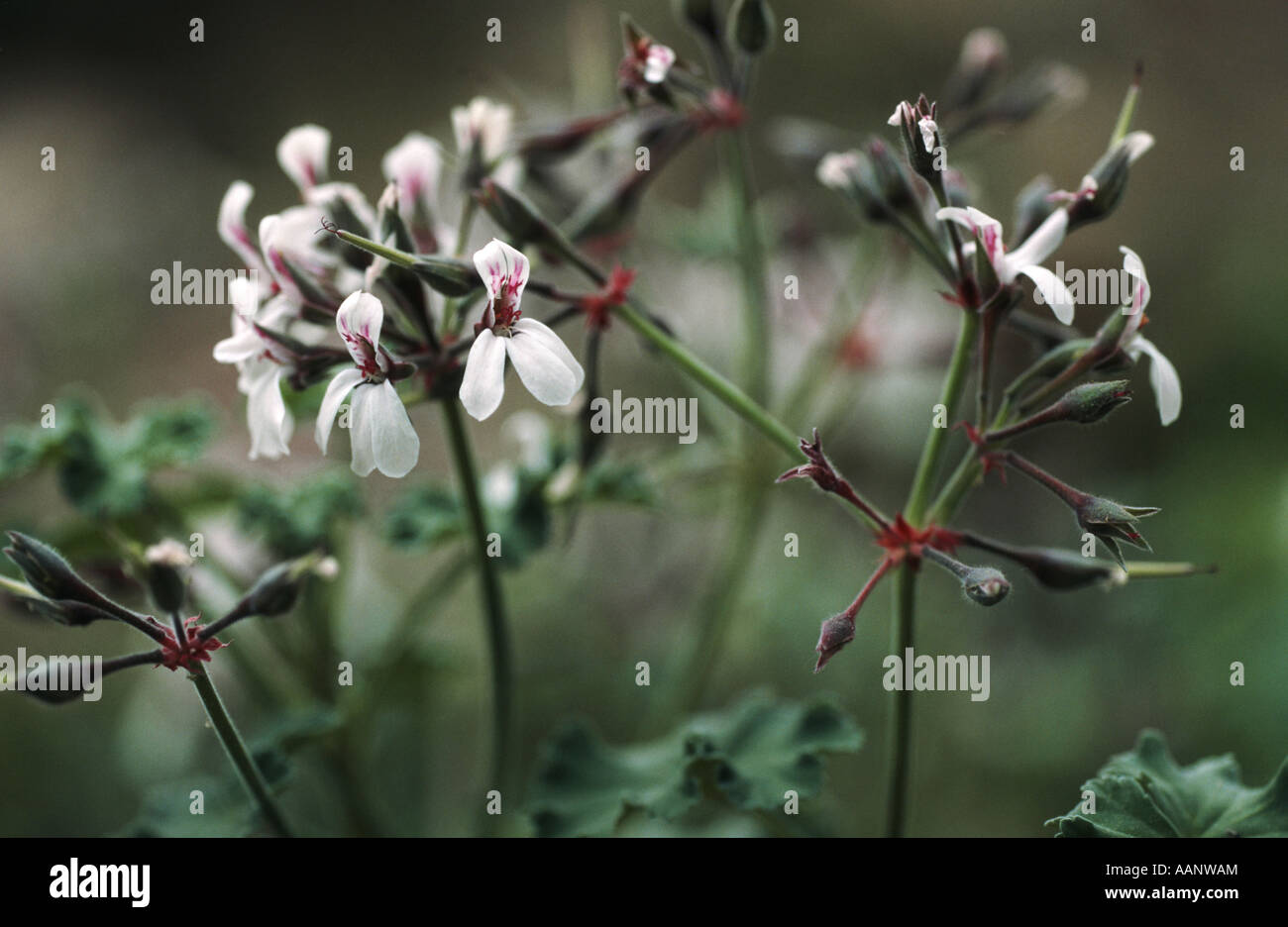 Nutmeg Geranium, Nutmeg Pelargonium, Sweet-leaved Geranium (Pelargonium ...