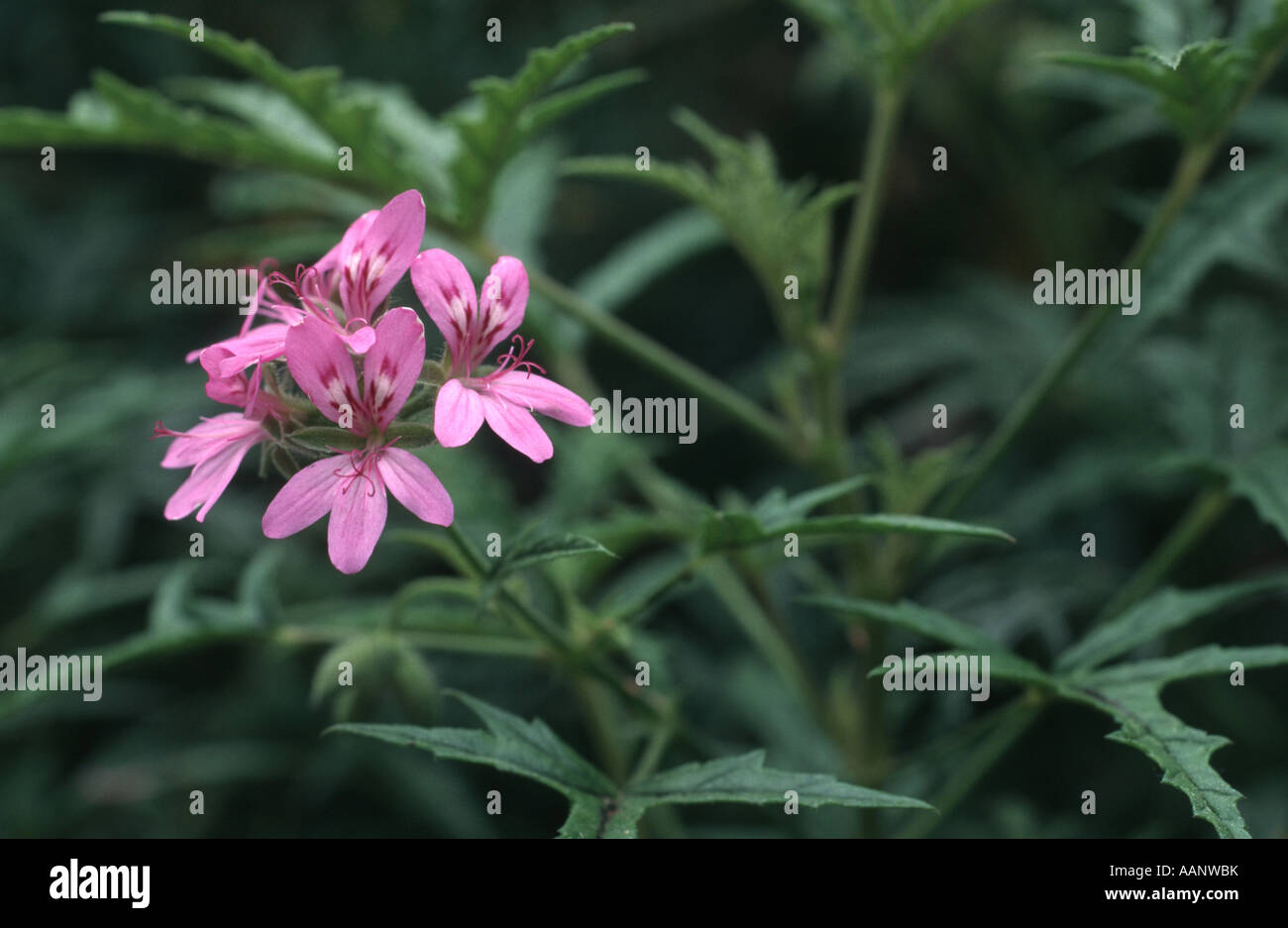 Rough-leafed Pelargonium, Apricot Scented Geranium, Apricot Scented ...
