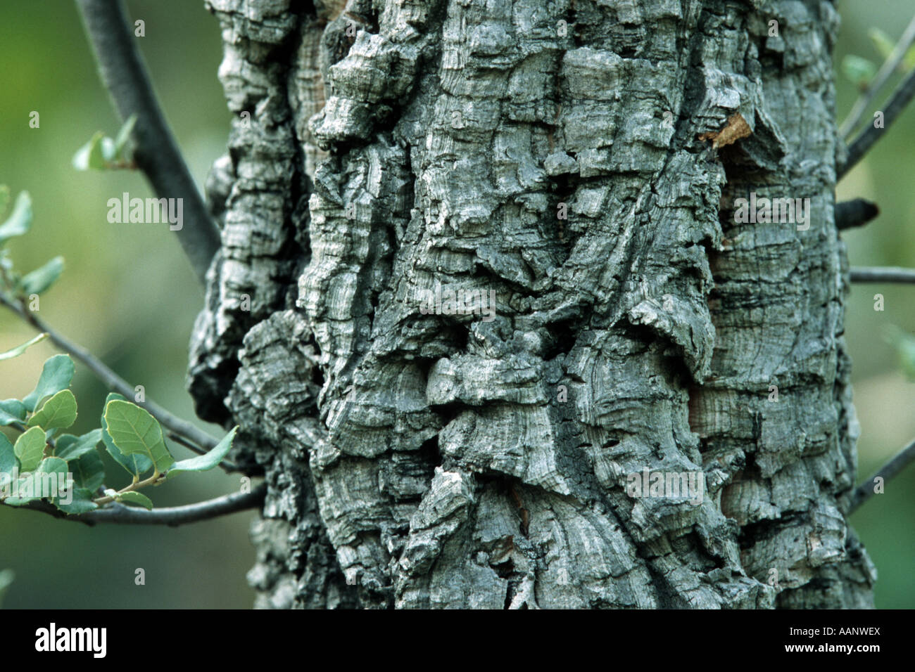 cork oak (Quercus suber), barc Stock Photo - Alamy