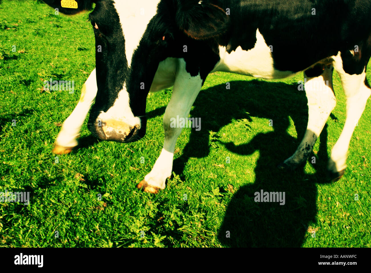 Frightened cow hi-res stock photography and images - Alamy