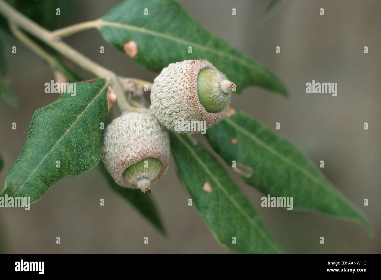 holm oak, evergreen oak (Quercus ilex), young acorns Stock Photo - Alamy