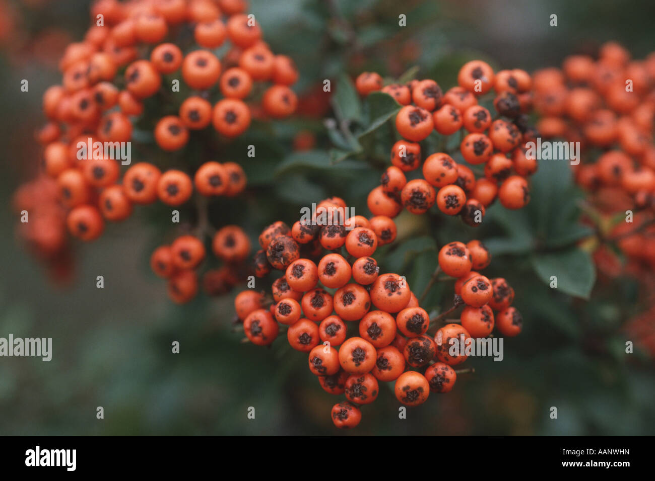 fire thorn, scarlet firethorn, burning bush (Pyracantha coccinea ...
