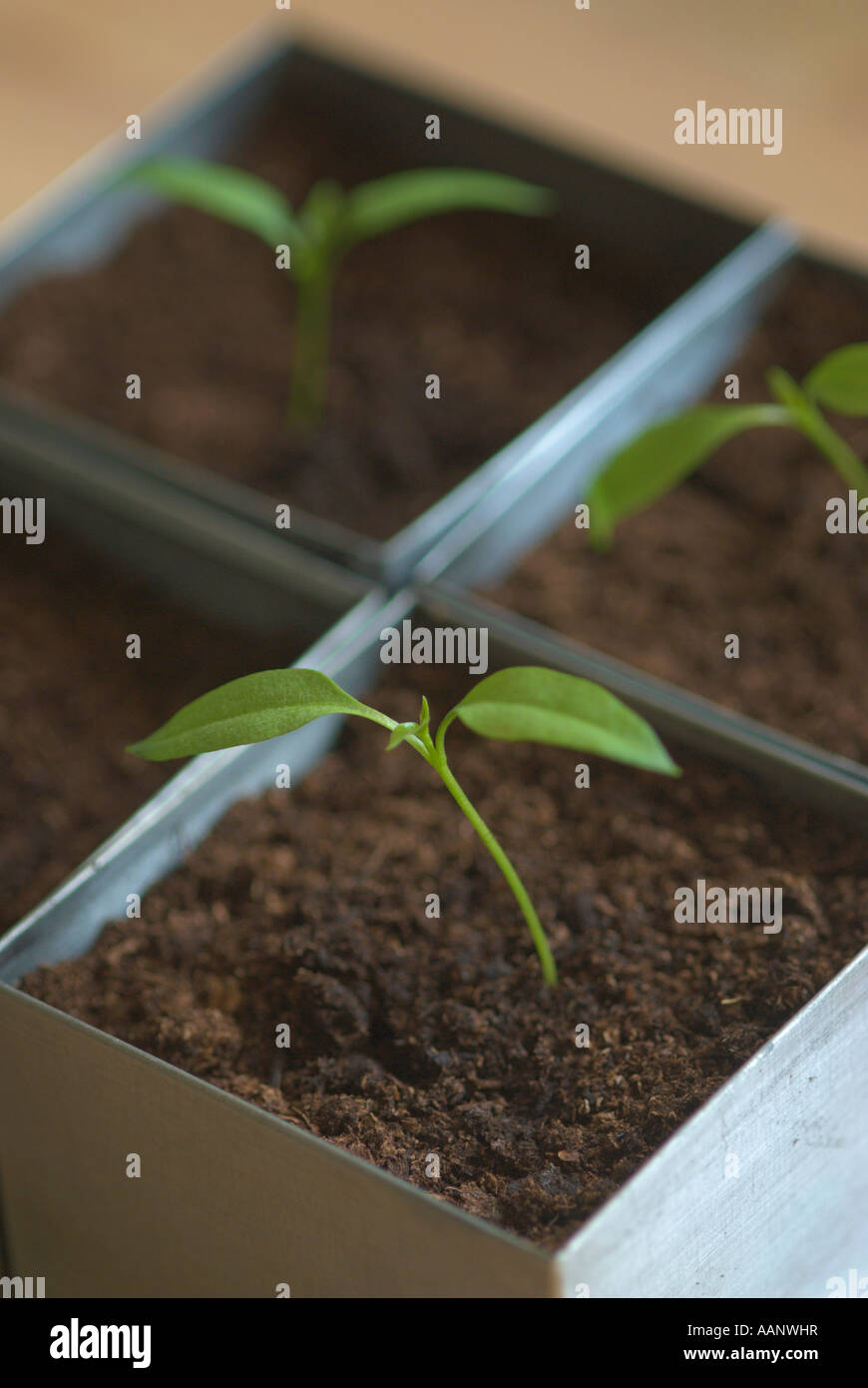 Chilli plant seedling growing in a galvanised square container UK 28 4 ...