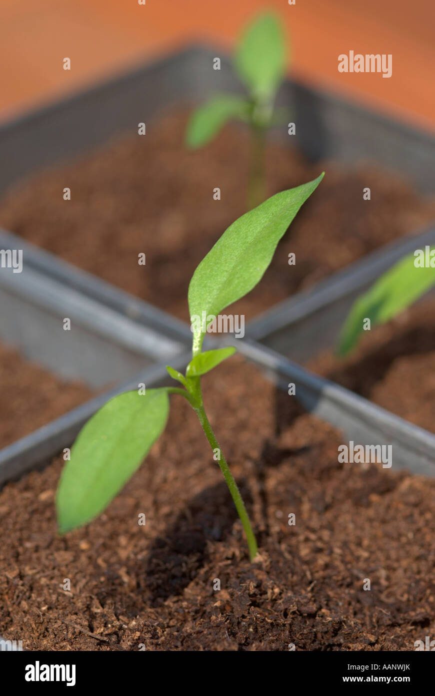 Square galvanised plant container hi-res stock photography and images ...
