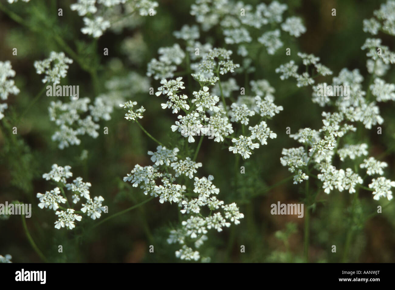 garden chervil, common chervil (Anthriscus cerefolium), inflorescence ...