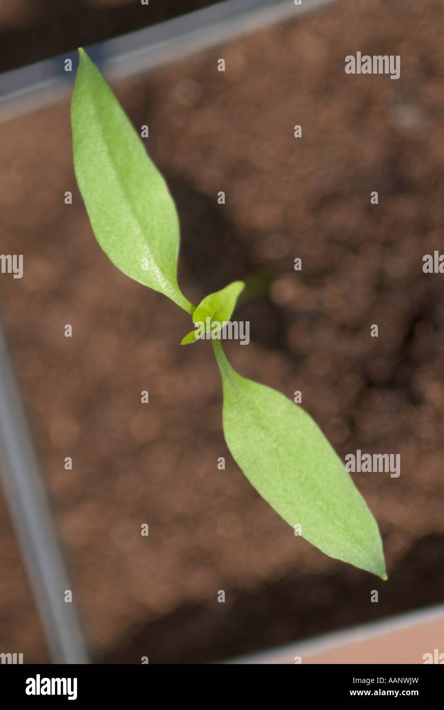 Grow chilli hi-res stock photography and images - Alamy
