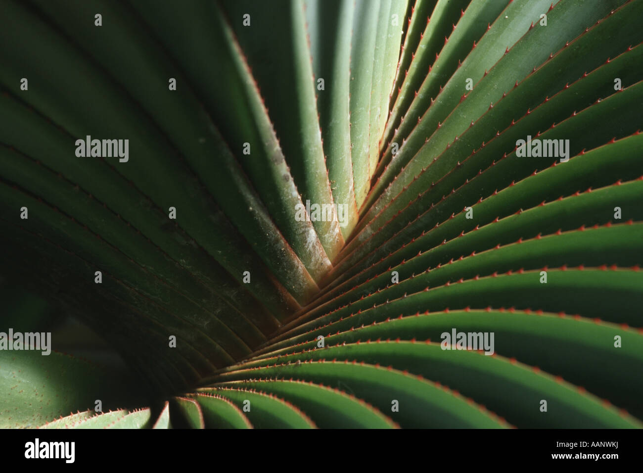 pahong, screw pine (Pandanus utilis), leaves in screw formation Stock ...