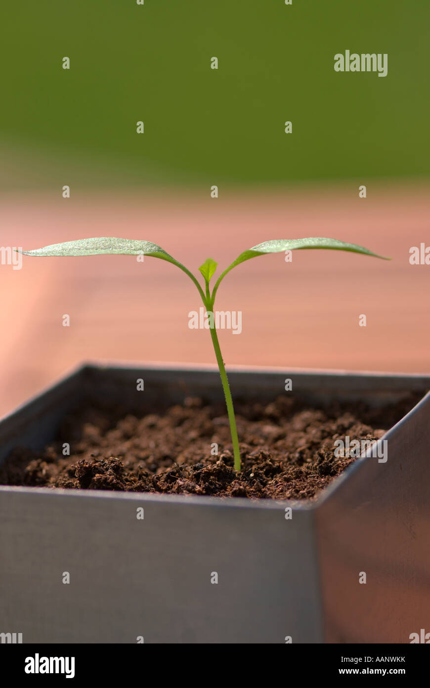 Square galvanised plant container hi-res stock photography and images ...