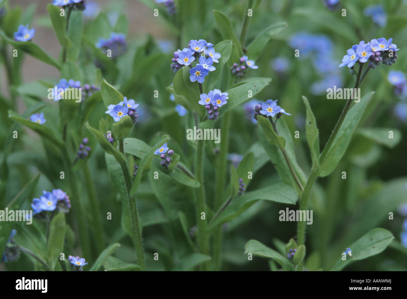 wood forget-me-not, woodland forget-me-not (Myosotis sylvatica ...