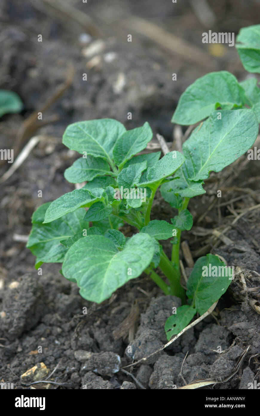 Early potato plant sprouts up through soil UK Stock Photo - Alamy
