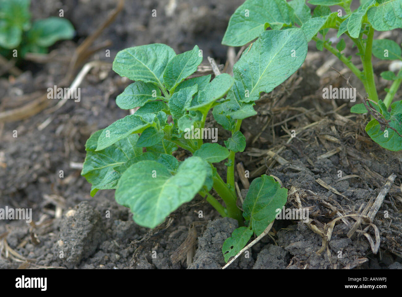 Early potato plant sprouts up through soil UK Stock Photo - Alamy