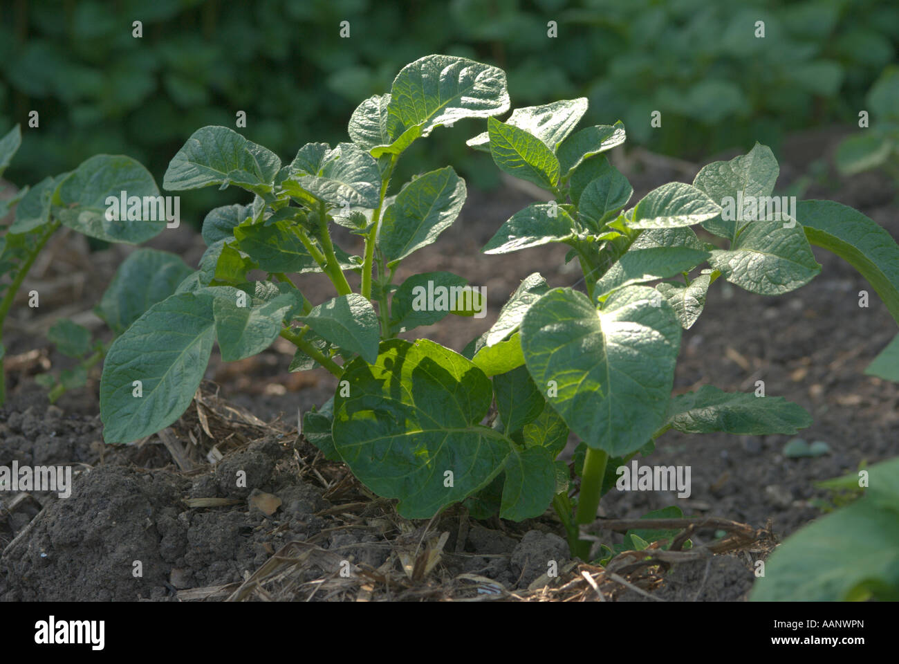 Early potato plant sprouts up through soil UK Stock Photo - Alamy