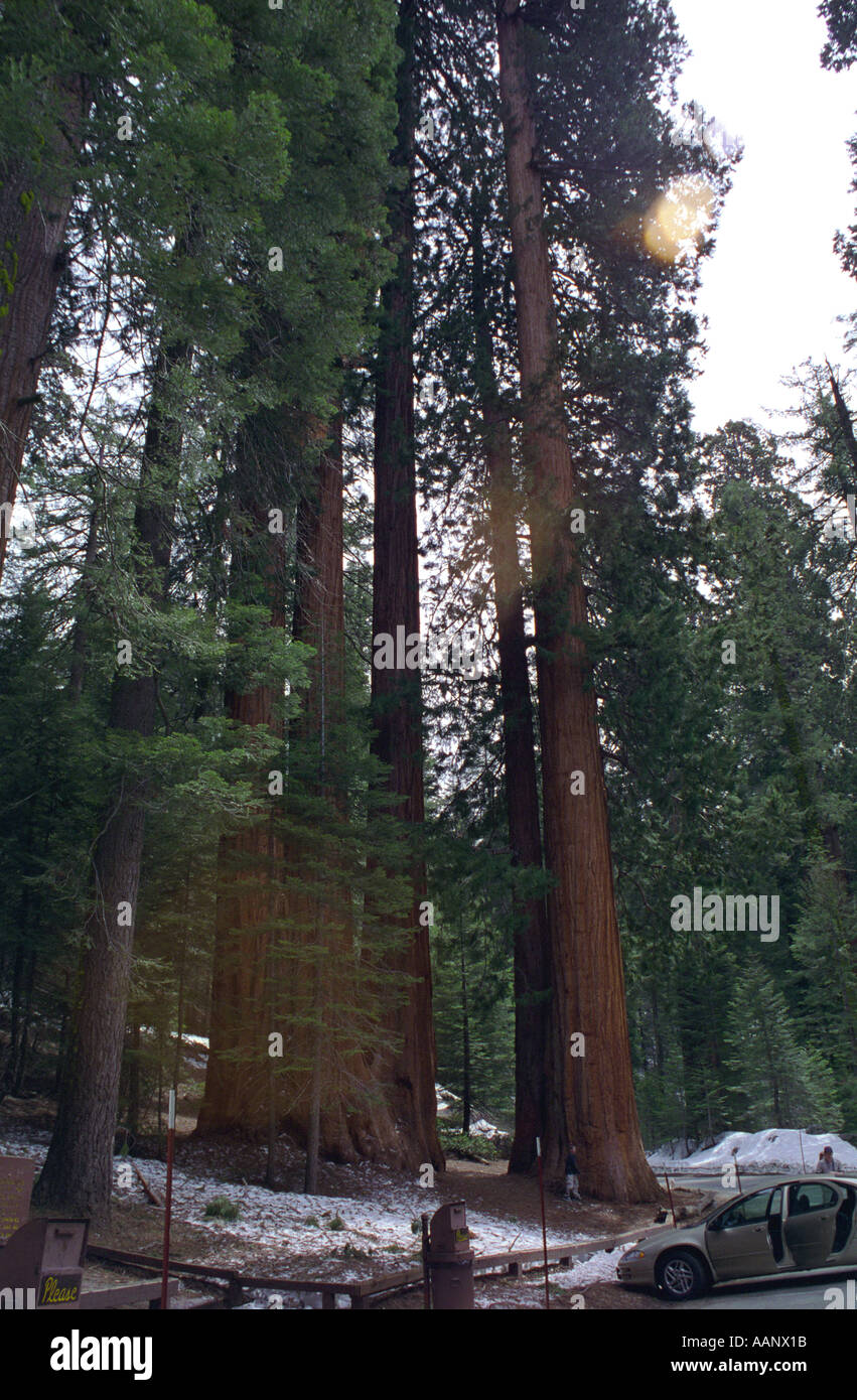 Sequoia Grove Sequoia National Park California USA Stock Photo - Alamy