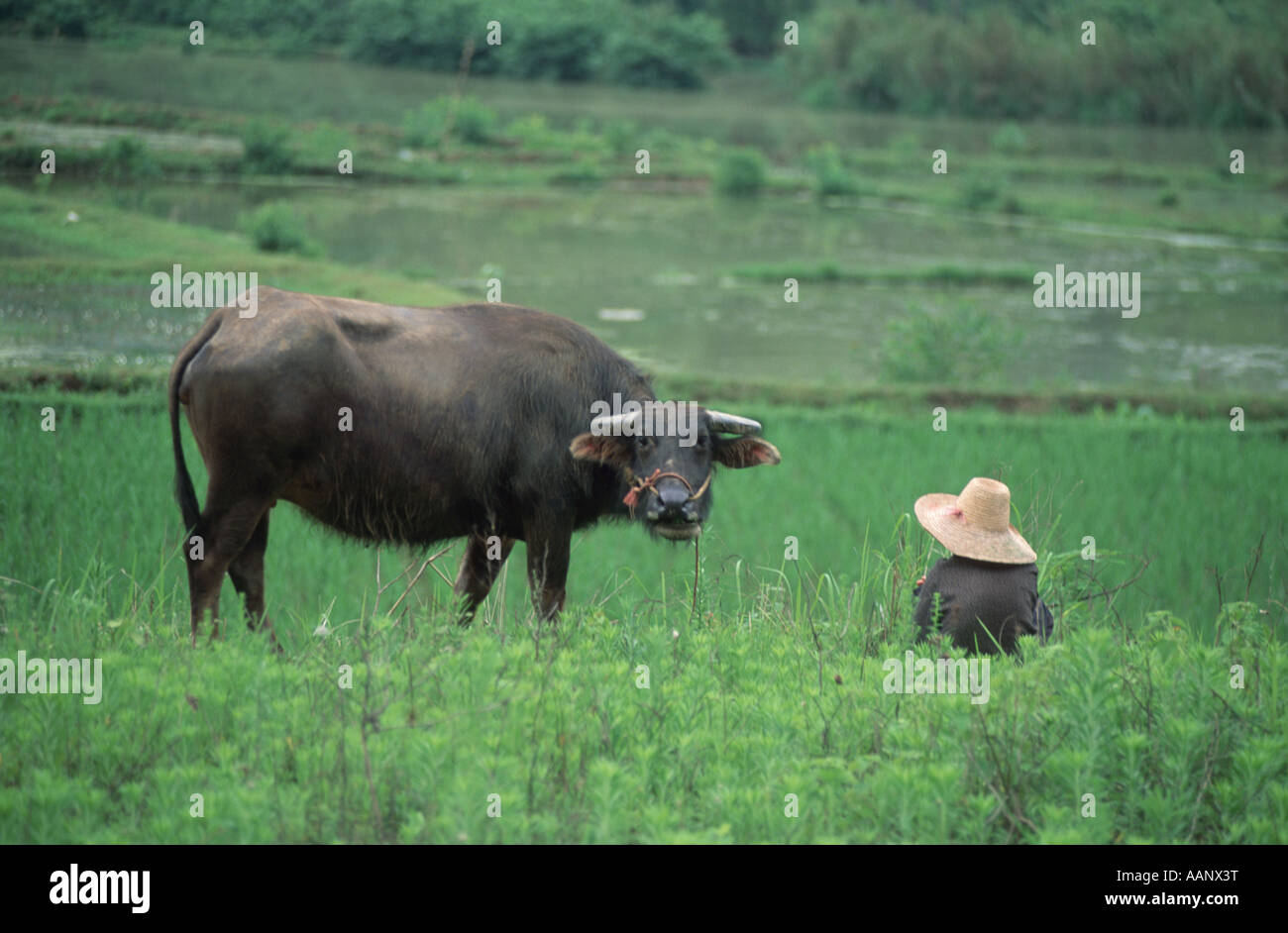 Asian water buffaloes, anoas (Bubalus spec.), old woman tending her ...