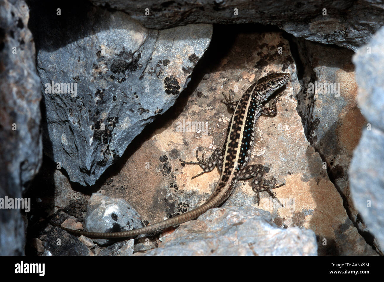lizard (Lacerta cappadocica), male, Turkey, Taurus, Puerenpass Stock ...