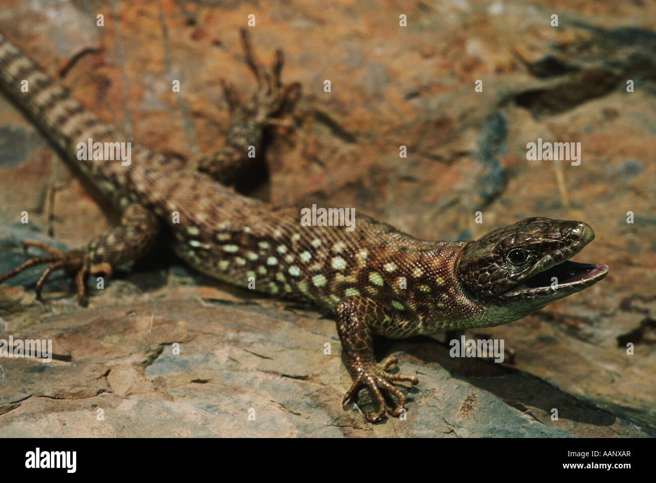 Zagrosian lizard (Lacerta princeps, Timon princeps), with mouth open ...
