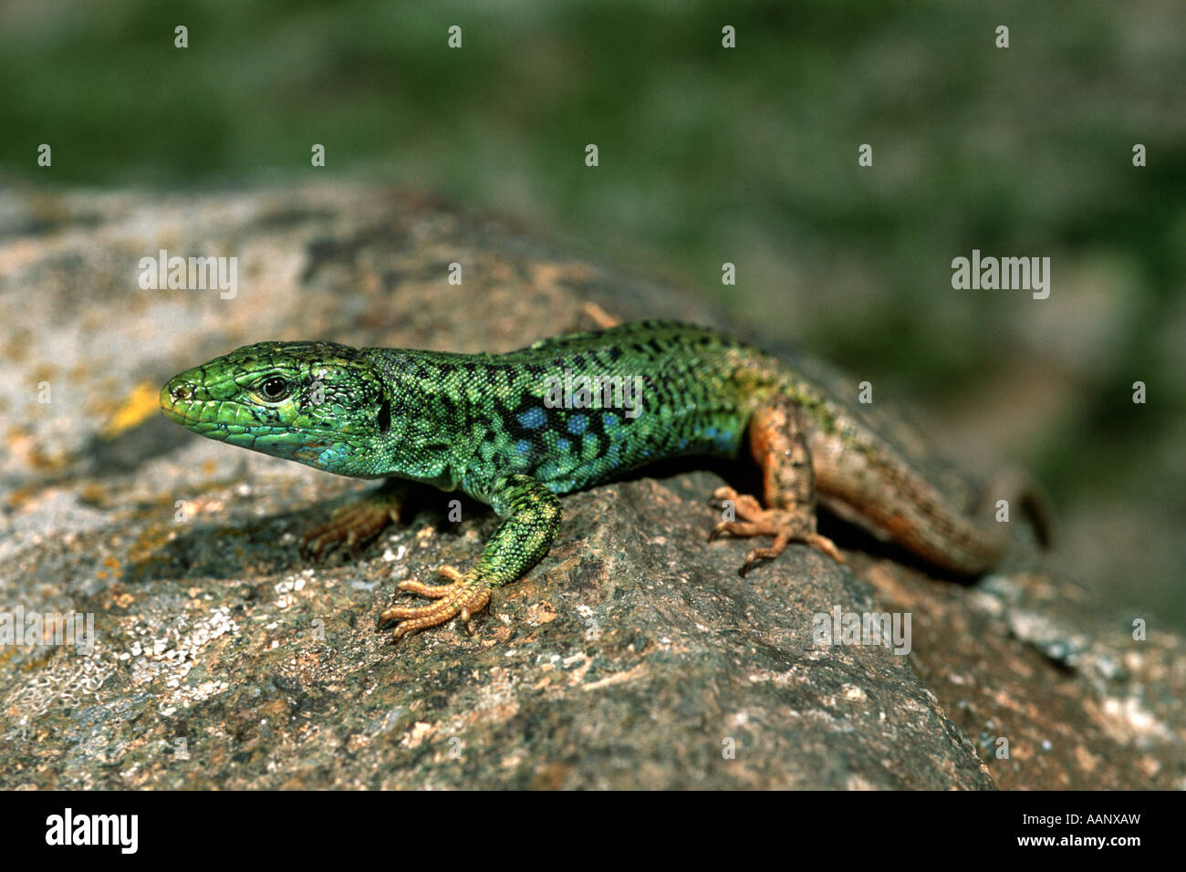 Kurdish lizard (Lacerta brandtii), portrait, Iran, Ost Aserbaidschan ...