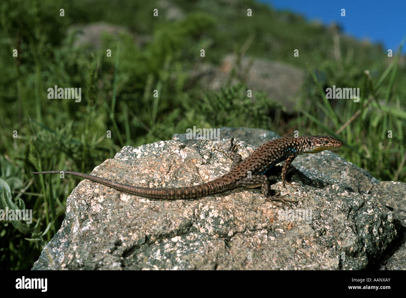Darevskia raddei hi-res stock photography and images - Alamy
