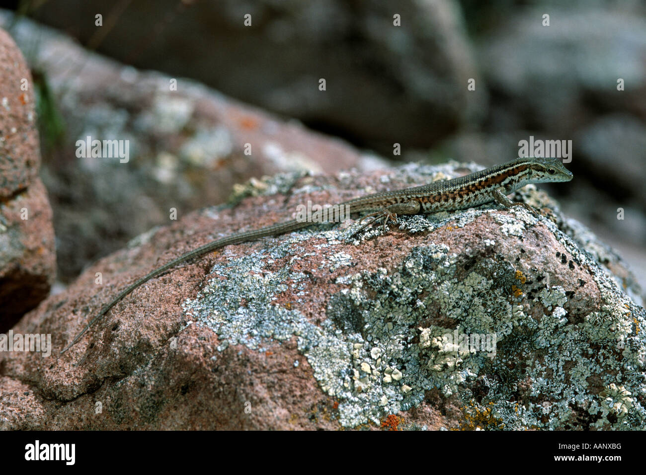 European Snake-eyed Lizard (Ophisops elegans), on stone, Iran Stock ...