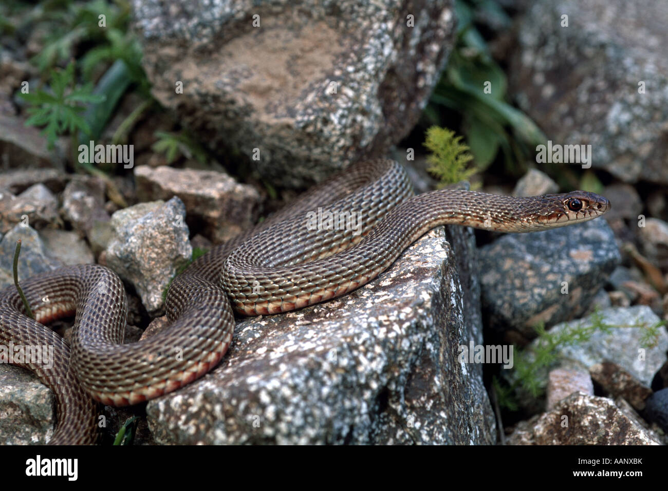Schmidts whip snake dolichophis schmidti hi-res stock photography and ...