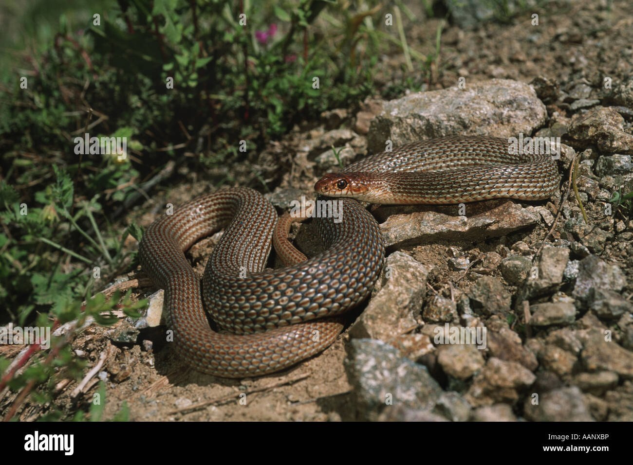 Schmidts Whip Snake (Dolichophis schmidti), in habitat, Iran, Zandschan ...