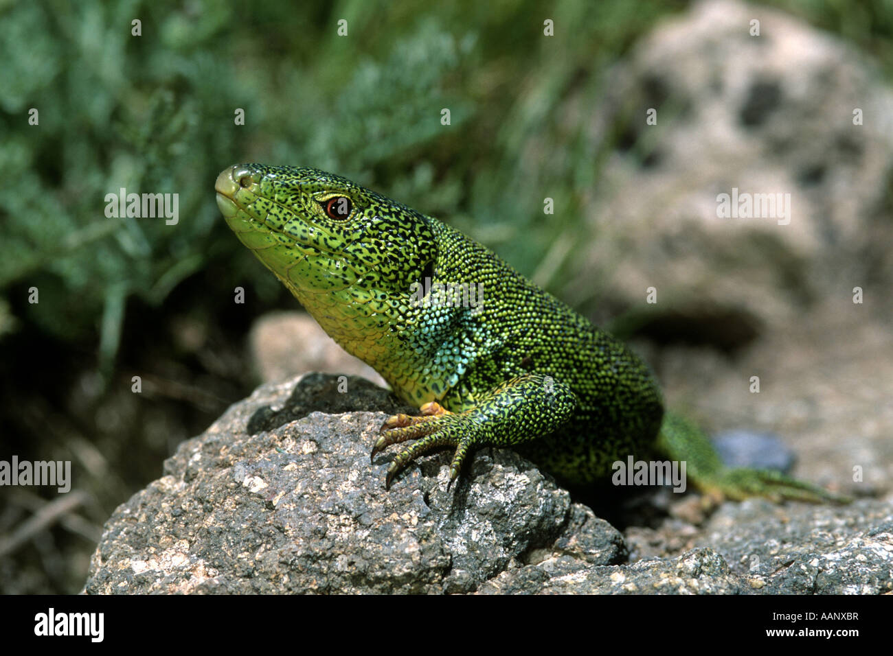 Eastern Balkan Emerald Lizard (Lacerta media, Lacerta trilineata media ...