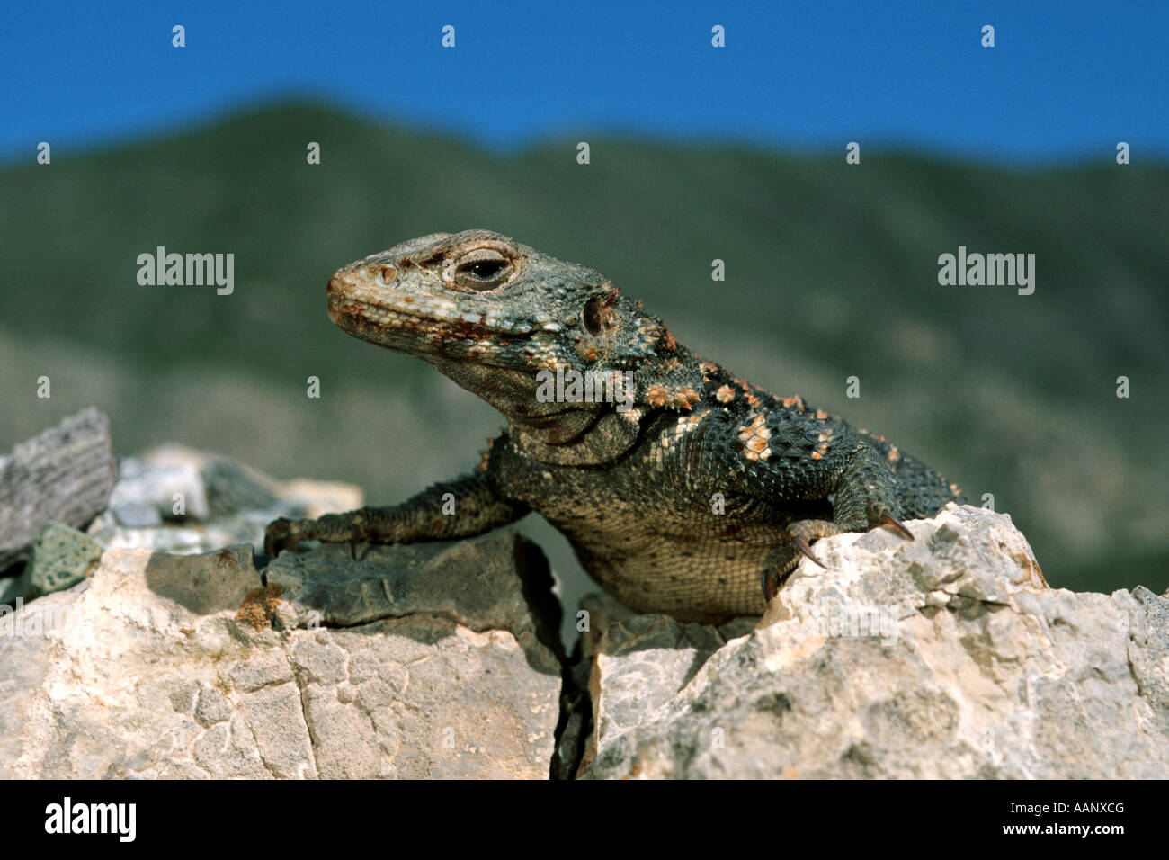 northern rock agama, Caucasian agama (Agama caucasica, Stellio ...