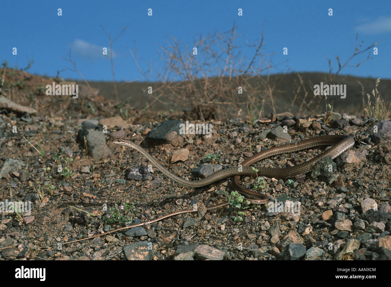 Forskal's sand snake (Psammophis schokari), in salt desert, Iran ...