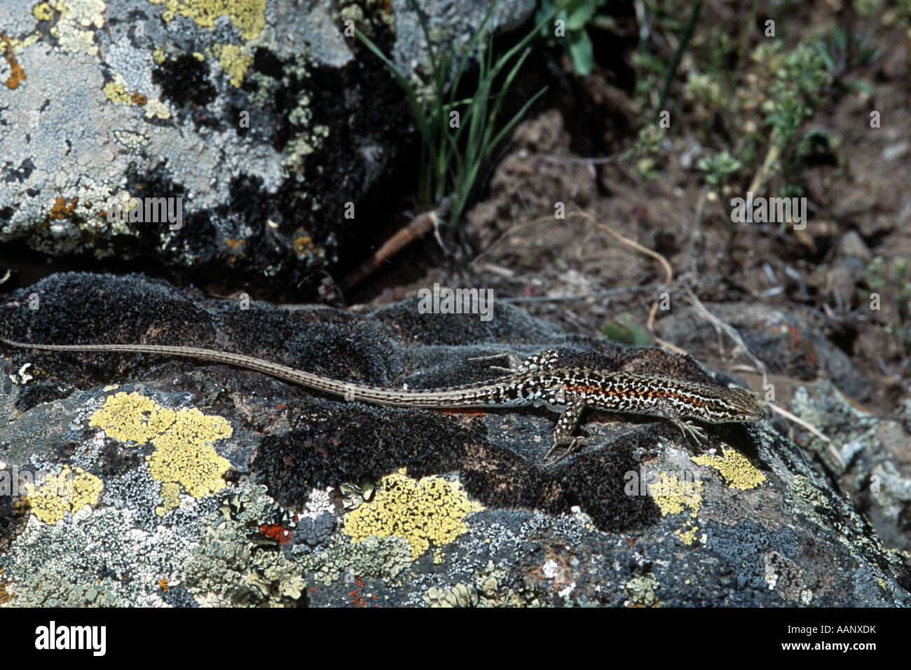 European Snake-eyed Lizard (Ophisops elegans), on stone, Turkey, Ararat ...
