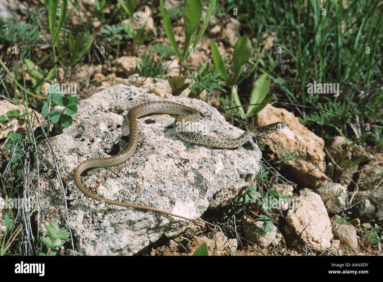 Large Whip Snake (Dolichophis caspius, Coluber caspius), Juvenile Large ...