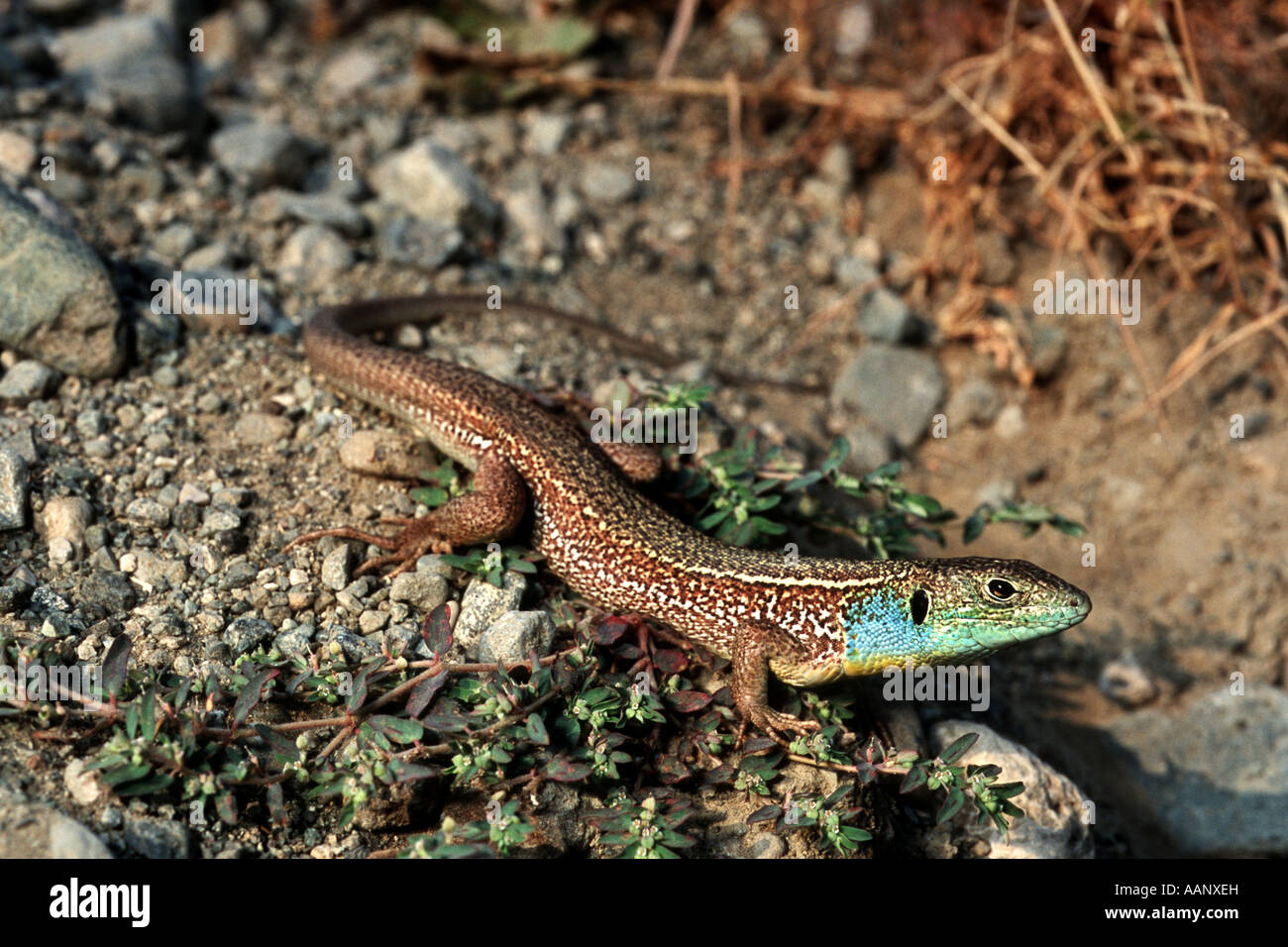 lizard (Lacerta pamphylica), in habitat, Turkey, Antalya Stock Photo ...