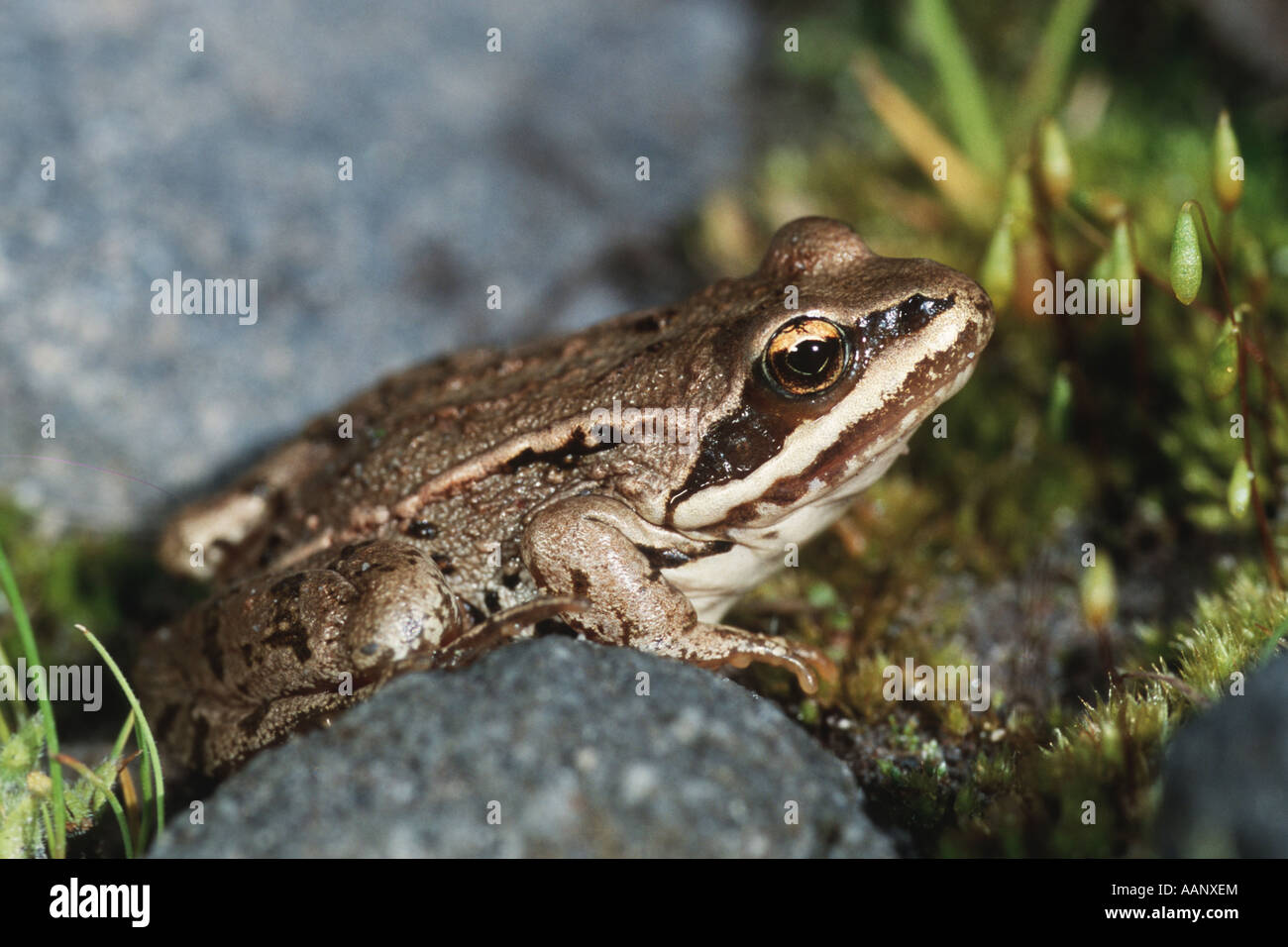 Long-legged wood frog (Rana camerani), in moss, Turkey, Kayseri ...