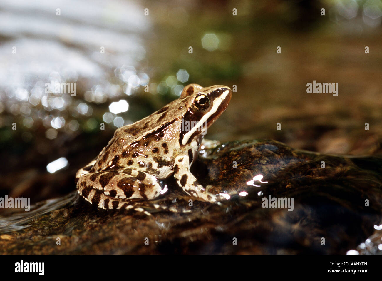 Long-legged wood frog (Rana camerani), in water, Turkey, Kayseri ...