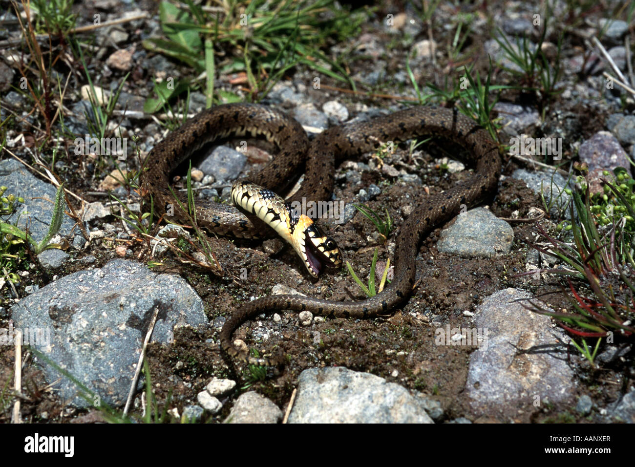Balkan grass snake (Natrix natrix persa), individual feigning death ...