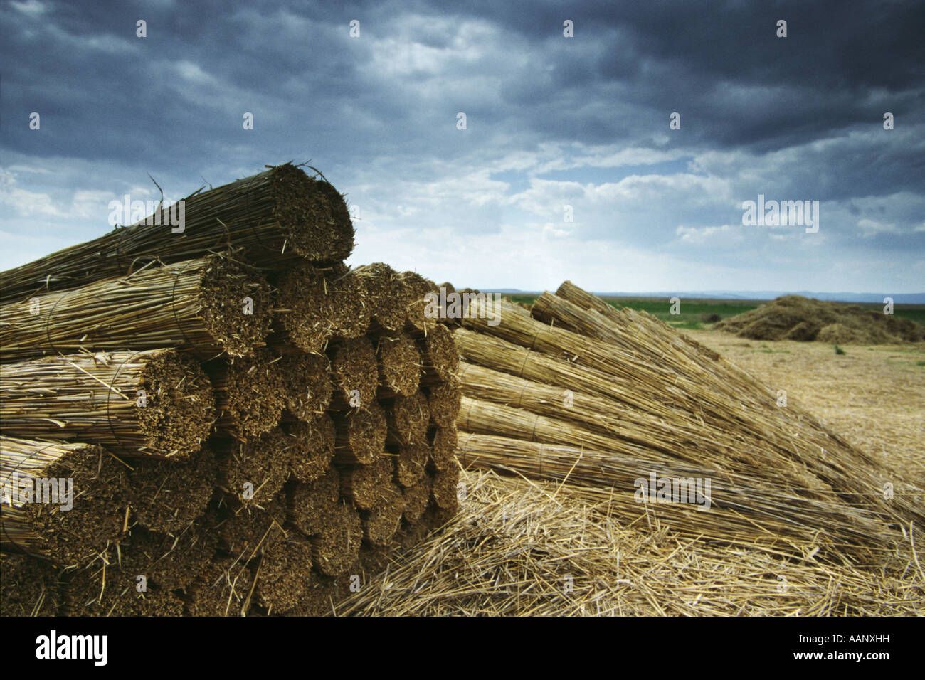 reed grass, common reed (Phragmites communis, Phragmites australis ...