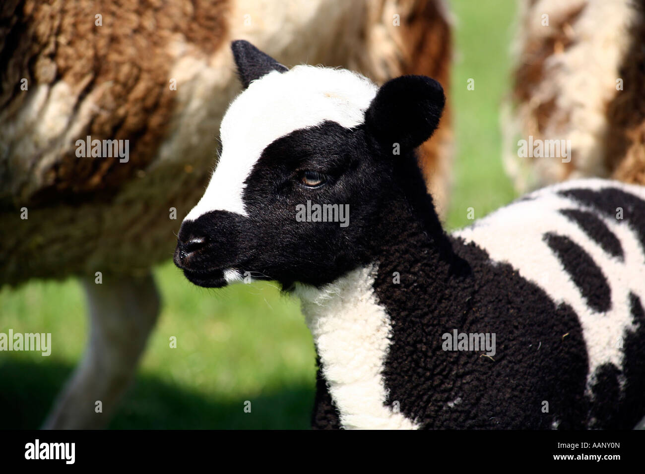 Jacobs lamb, Devon England Stock Photo - Alamy