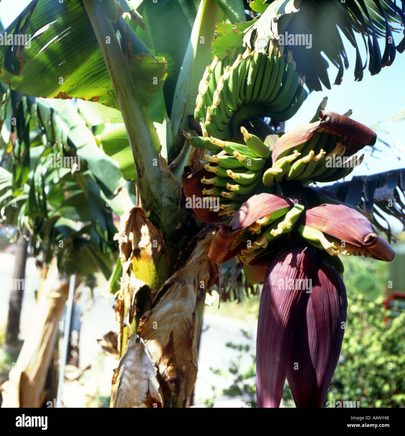 banana tree beirut lebanon Stock Photo - Alamy
