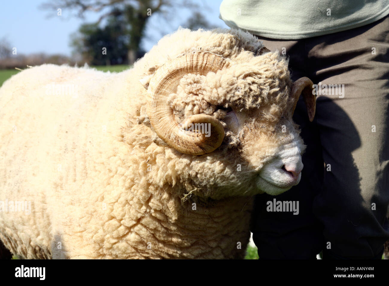 Suffolk sheep on farm in Devon Stock Photo - Alamy